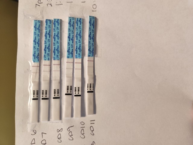 Are faint lines normal for opk progression? - Glow Community
